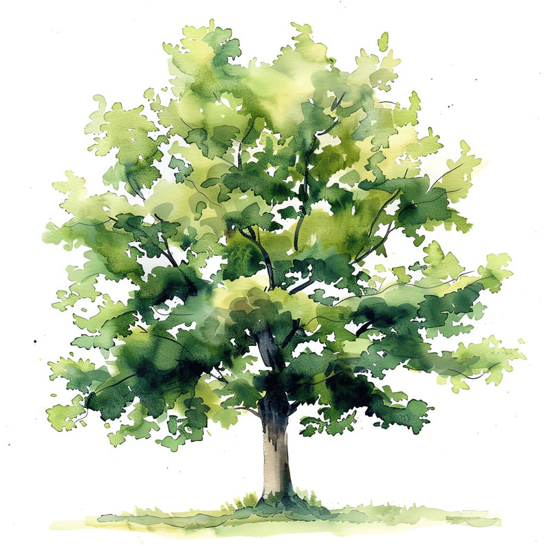 Sycamore Tree PNG Clipart Bundle - 51 High Quality PNG - Instant ...