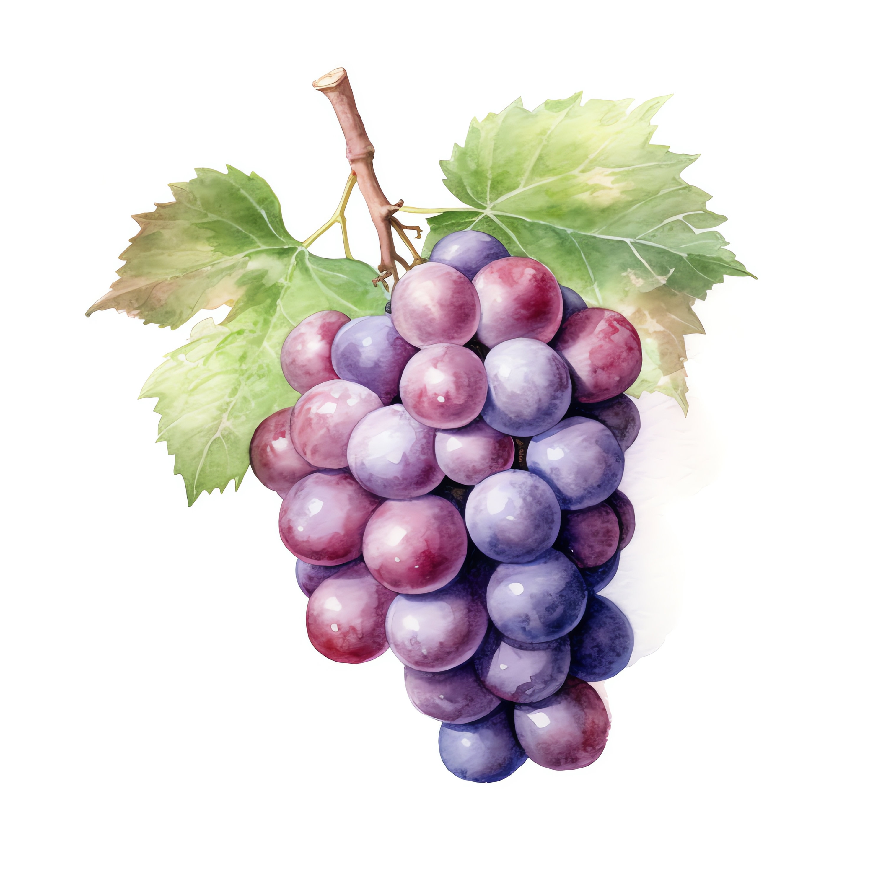 Grapes Clipart 20 High Quality Jpgs Digital Download Card Making, Mixed ...