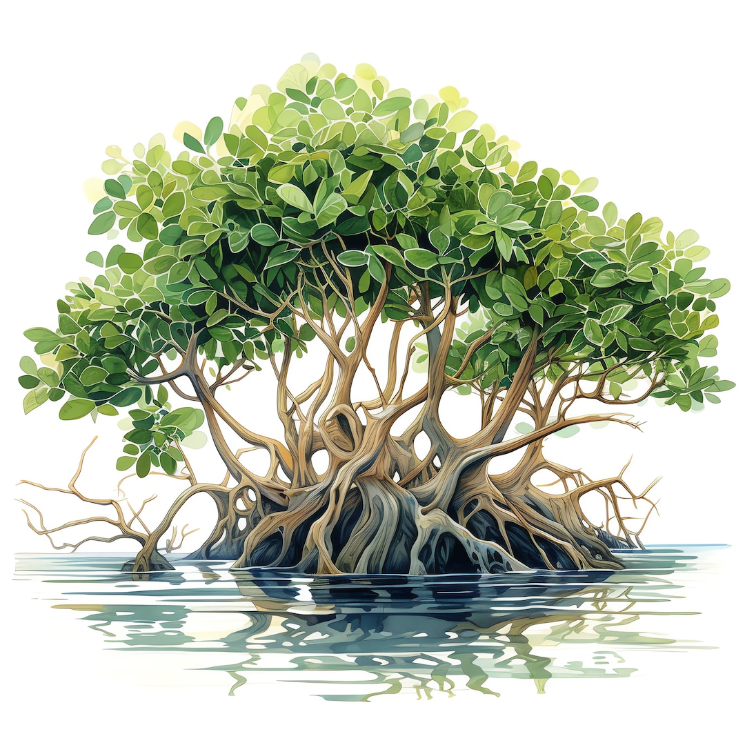 Mangrove Clipart - 45 High Quality Jpgs - Digital Download - Card ...