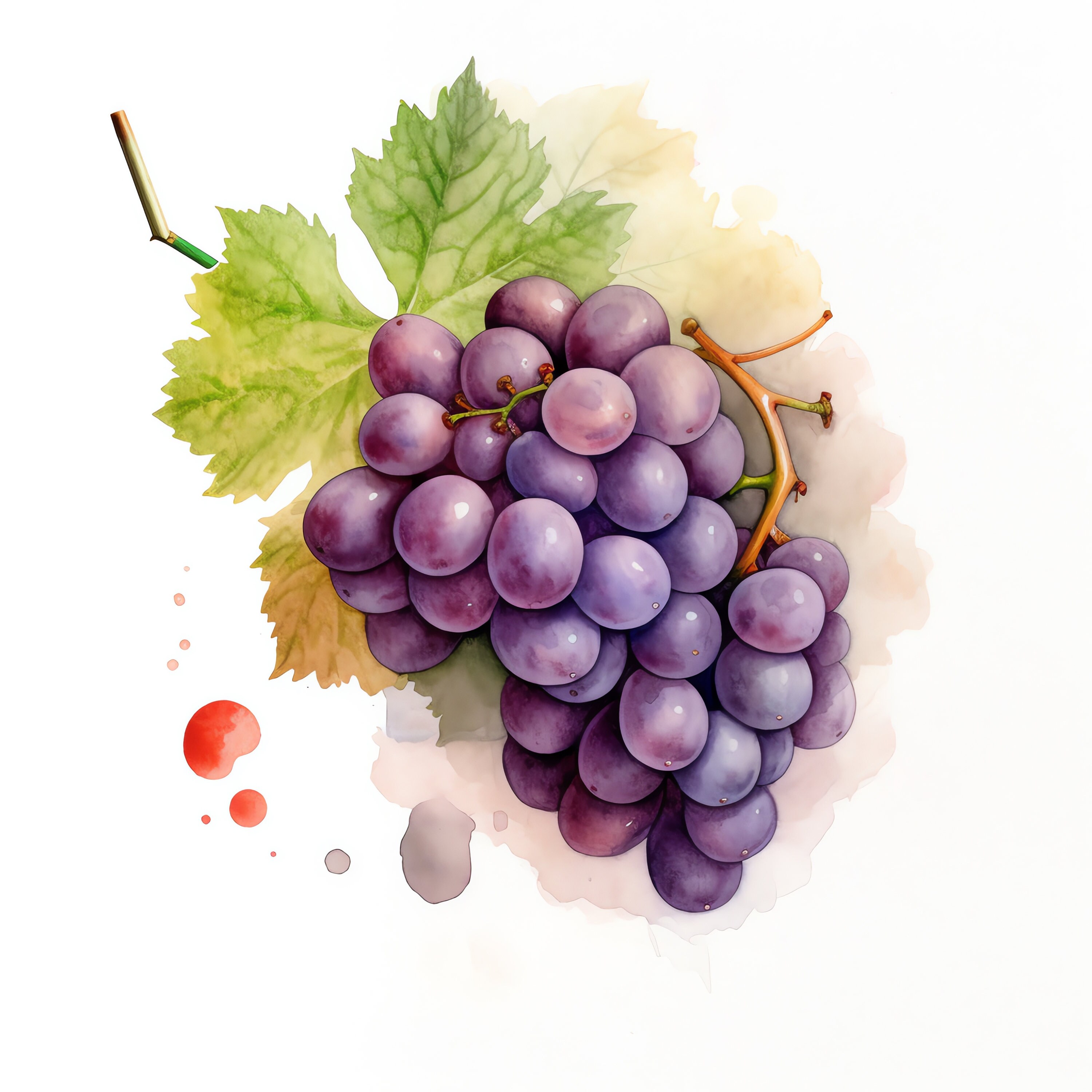 Grapes Clipart 20 High Quality Jpgs Digital Download Card Making, Mixed ...