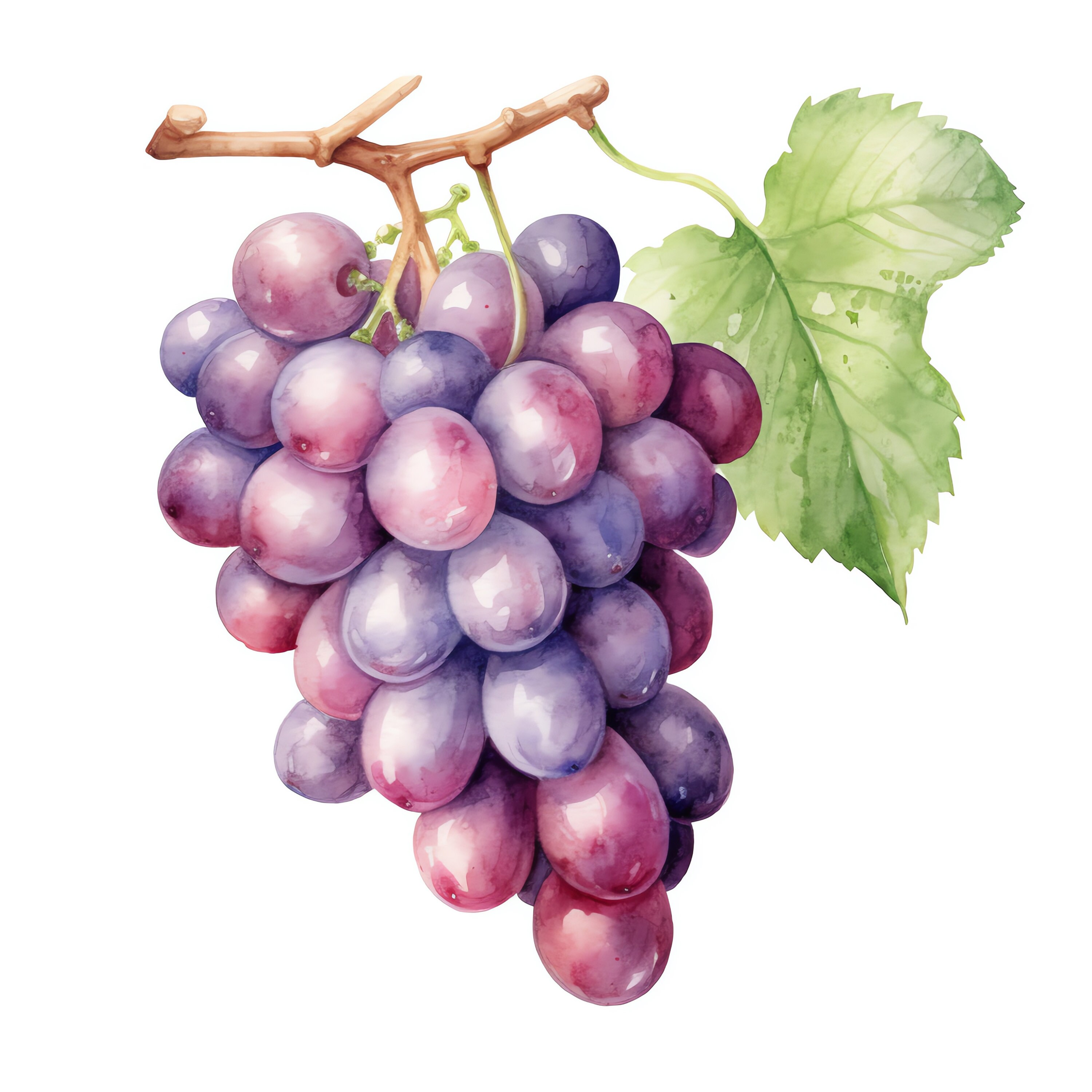 Grapes Clipart 20 High Quality Jpgs Digital Download Card Making, Mixed ...