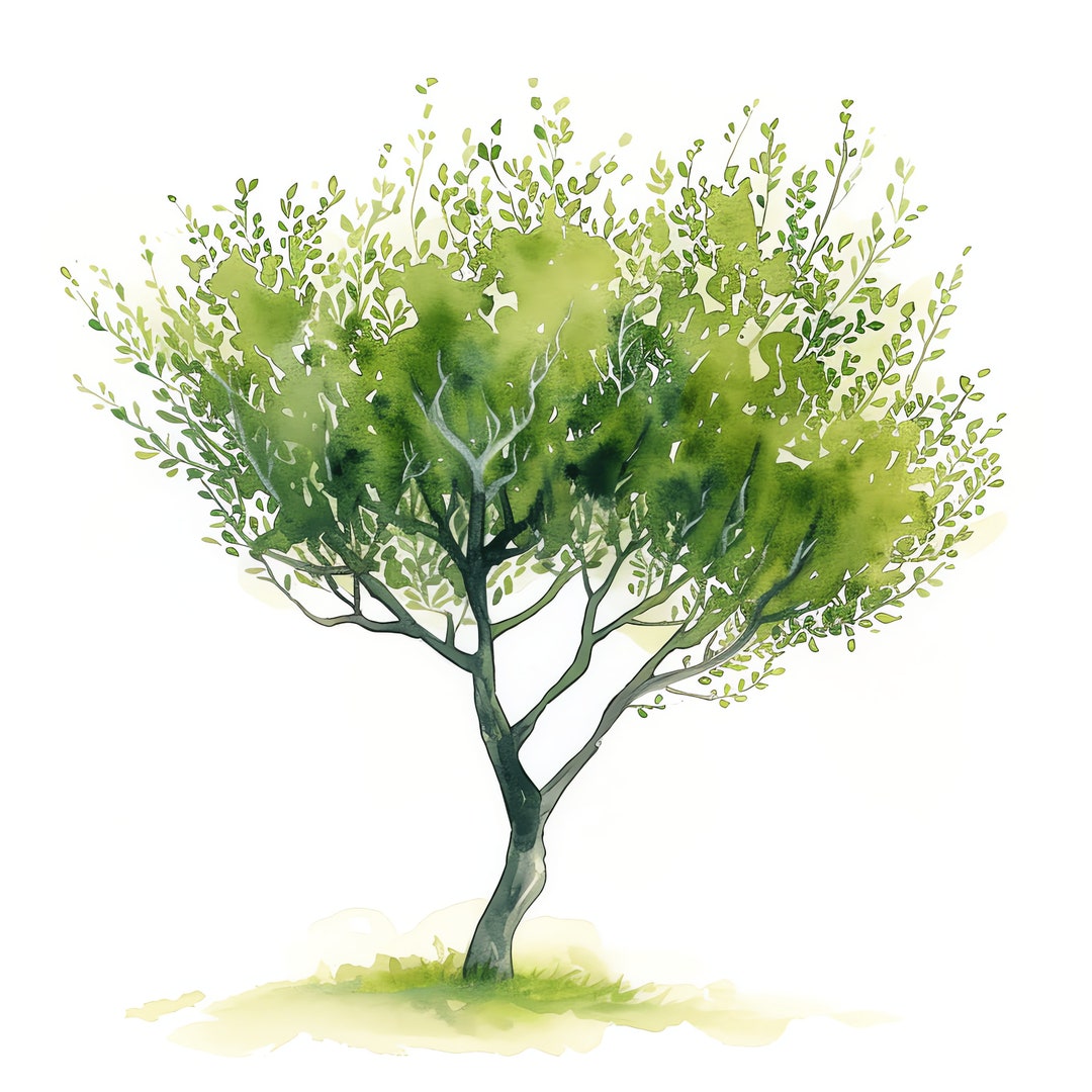 Watercolor Pepper Tree PNG Bundle - 50 High Quality PNG - Instant ...