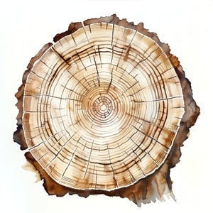 Tree Rings PNG Clipart Bundle 50 High Quality PNG Instant Download ...