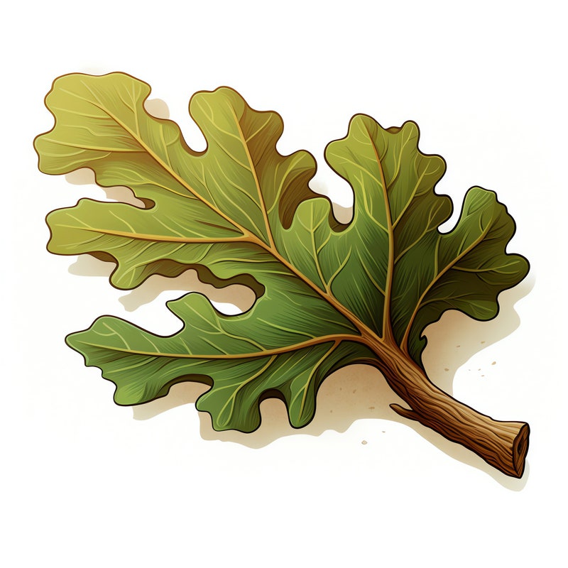 Oak Leaf Clipart - Etsy
