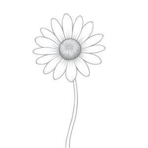Daisy Drawing PNG Clipart Bundle - 36 High Quality PNG - Instant ...