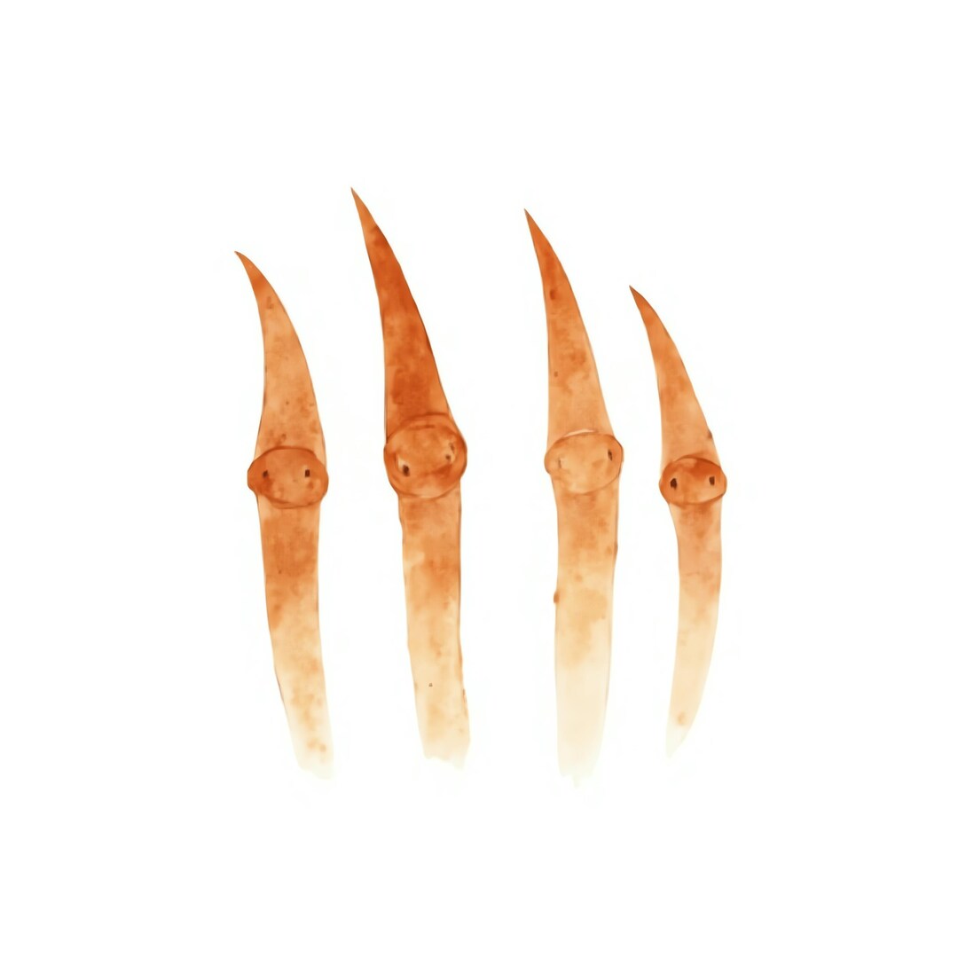 Claw Marks PNG Clipart Bundle - 32 High Quality PNG - Instant Download ...