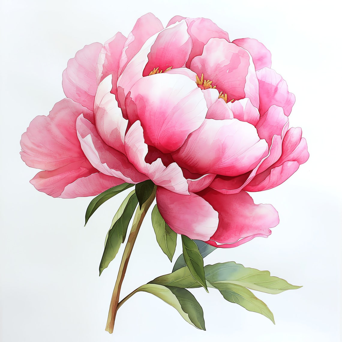 Watercolor Peonies PNG Bundle 45 High Quality PNG Instant Download ...