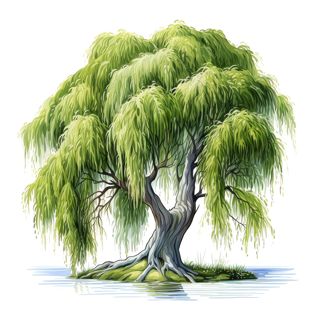 Willow Tree Clipart - 45 High Quality Jpgs - Digital Download - Card ...