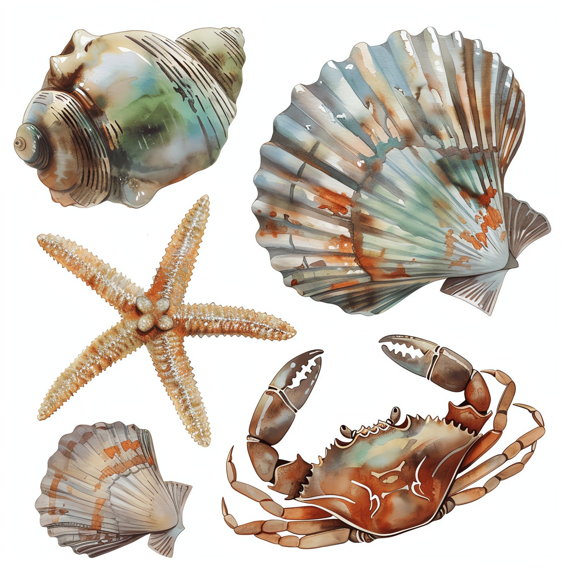 Seashells Ocean Beach Life PNG Clipart Bundle 50 High Quality PNG ...