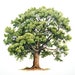 Oak Tree Clipart - 45 High Quality Jpgs - Digital Download - Card ...