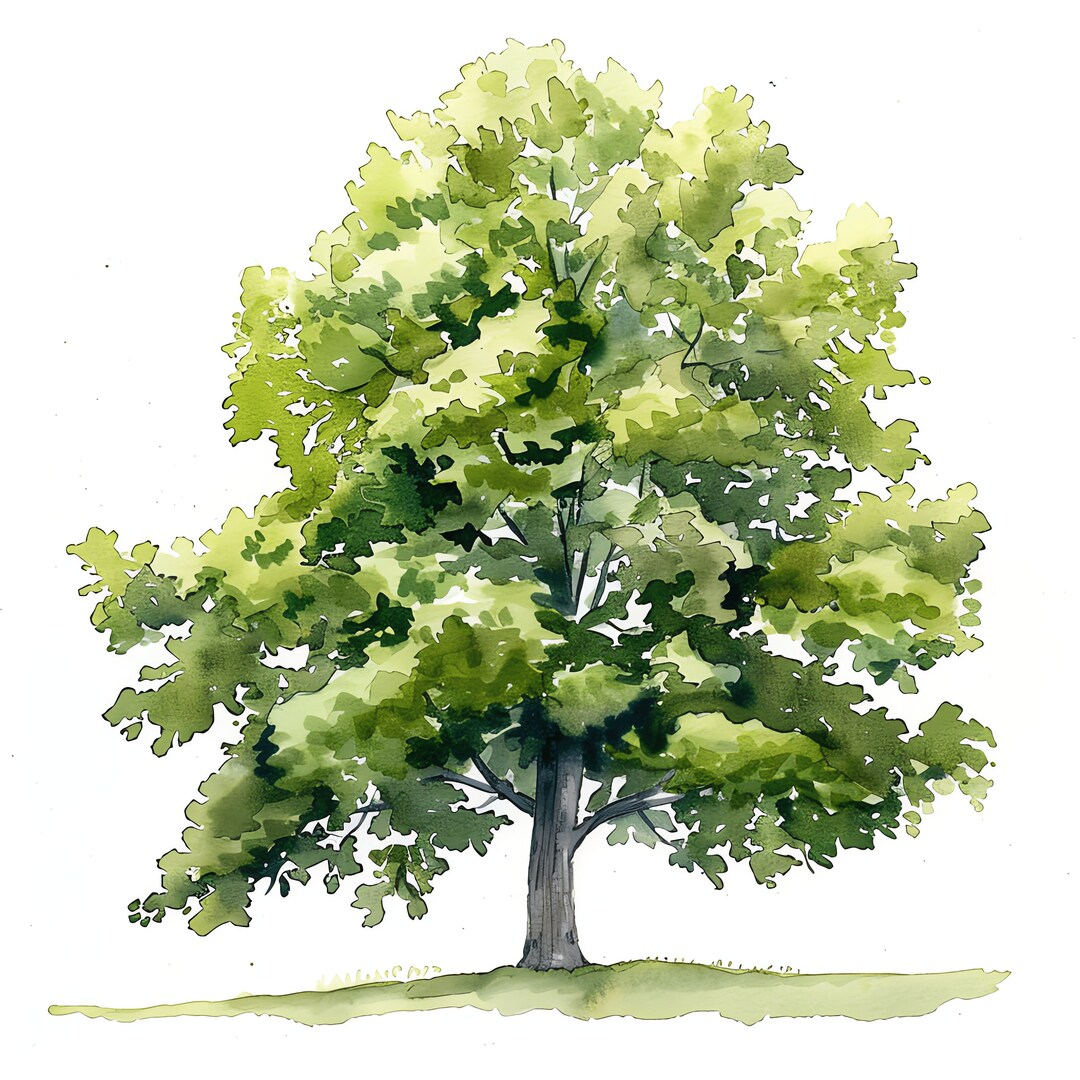 Sycamore Tree PNG Clipart Bundle - 51 High Quality PNG - Instant ...