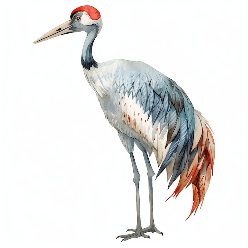 Crane Bird PNG Clipart Bundle - 44 High Quality PNG - Instant Download ...