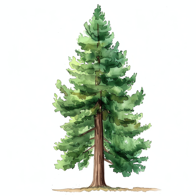Redwood Tree and Forest PNG Clipart Bundle 50 High Quality PNG Instant ...