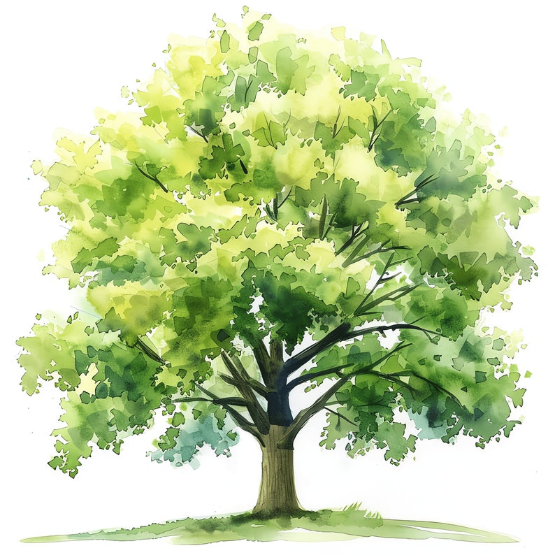 Sycamore Tree PNG Clipart Bundle - 51 High Quality PNG - Instant ...