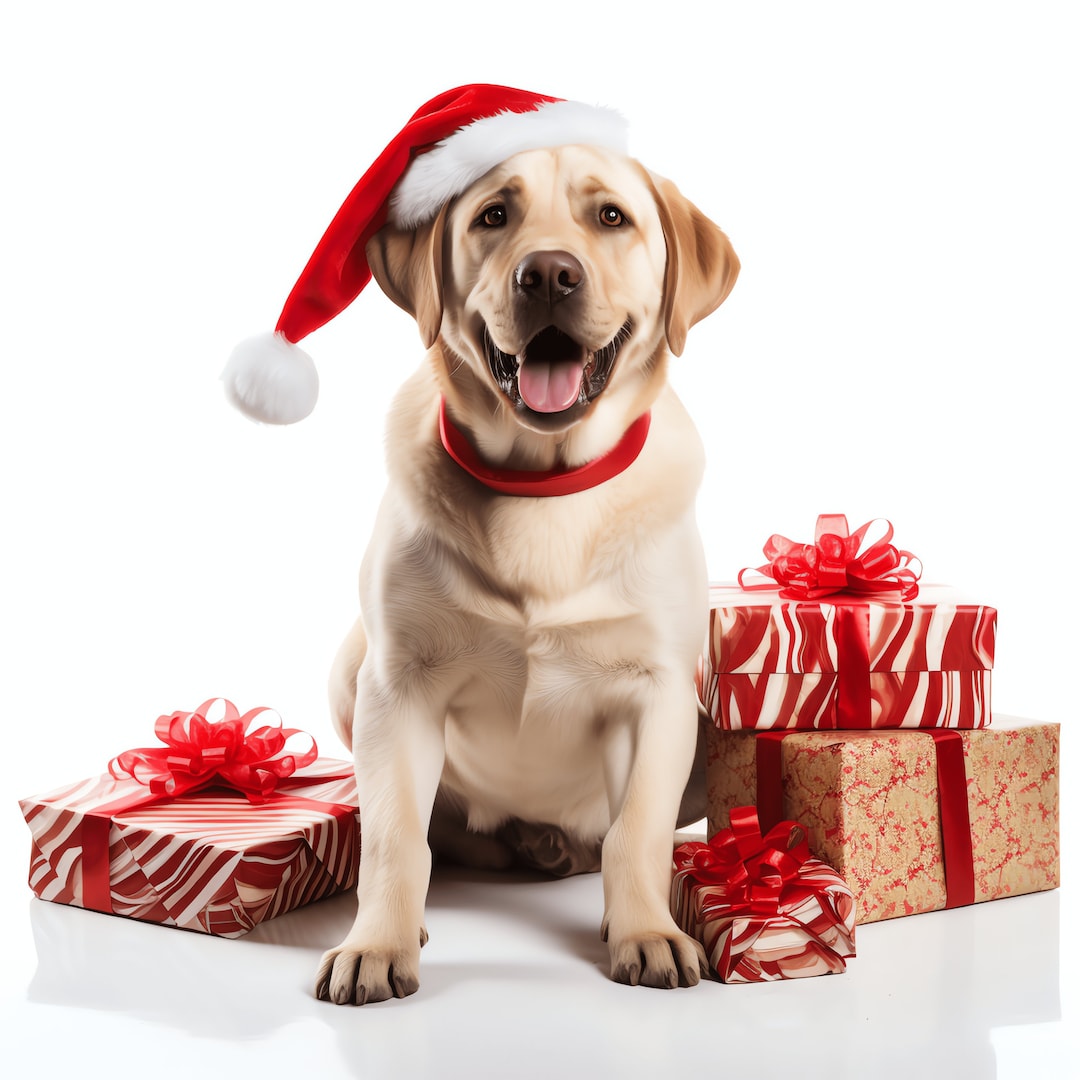 Christmas Labrador Retriever PNG Photo Clipart Bundle - 39 High Quality ...