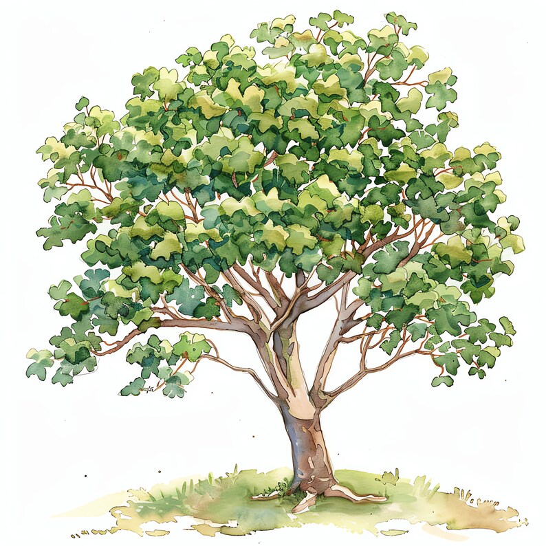 Sycamore Tree PNG Clipart Bundle - 51 High Quality PNG - Instant ...