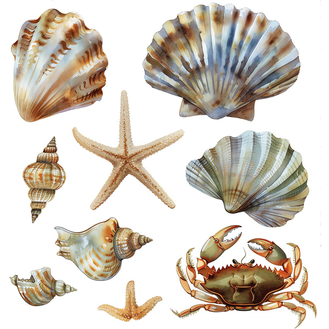 Seashells Ocean Beach Life PNG Clipart Bundle 50 High Quality PNG ...