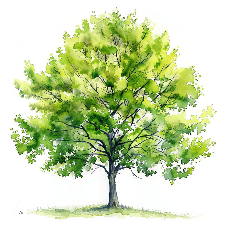 Sycamore Tree PNG Clipart Bundle 51 High Quality PNG Instant Download ...