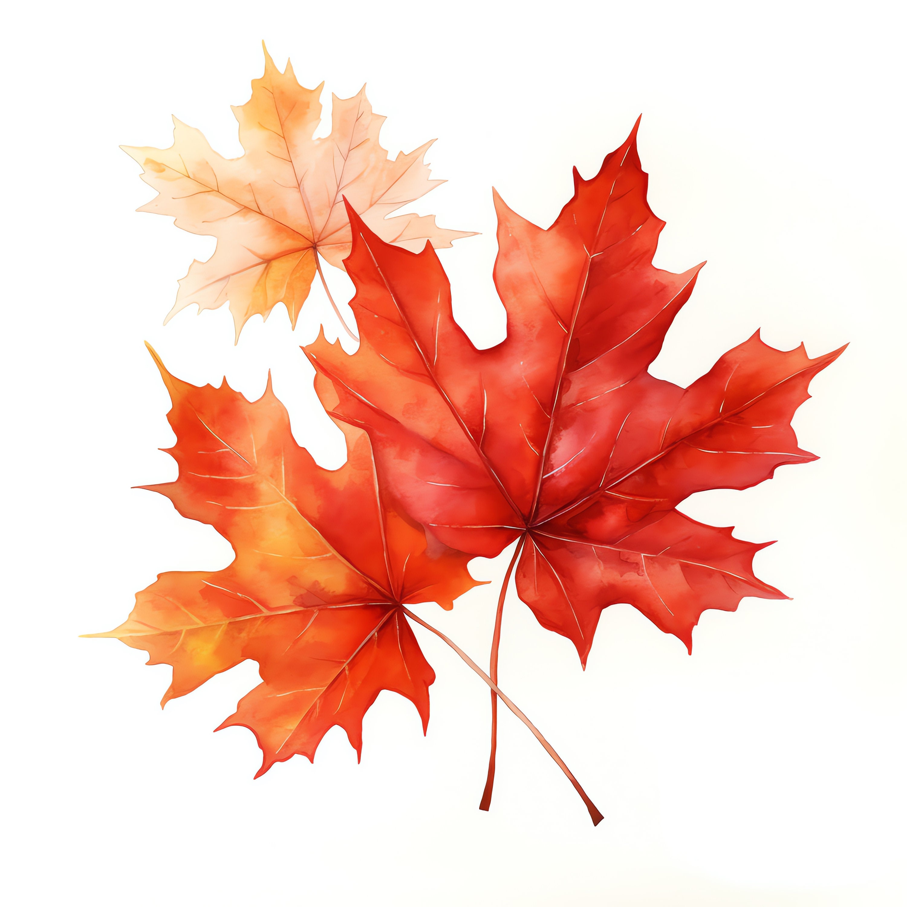 Maple Leaf Clipart - 30 High Quality Jpgs - Digital Download - Card ...