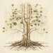 Renaissance Tree With Roots PNG Clipart Bundle - 45 High Quality PNG ...