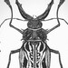 Macrodontia Cervicornis Sabertooth Longhorn Beetle Linocut - Etsy