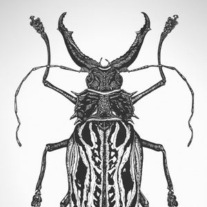 Macrodontia Cervicornis Sabertooth Longhorn Beetle Linocut - Etsy