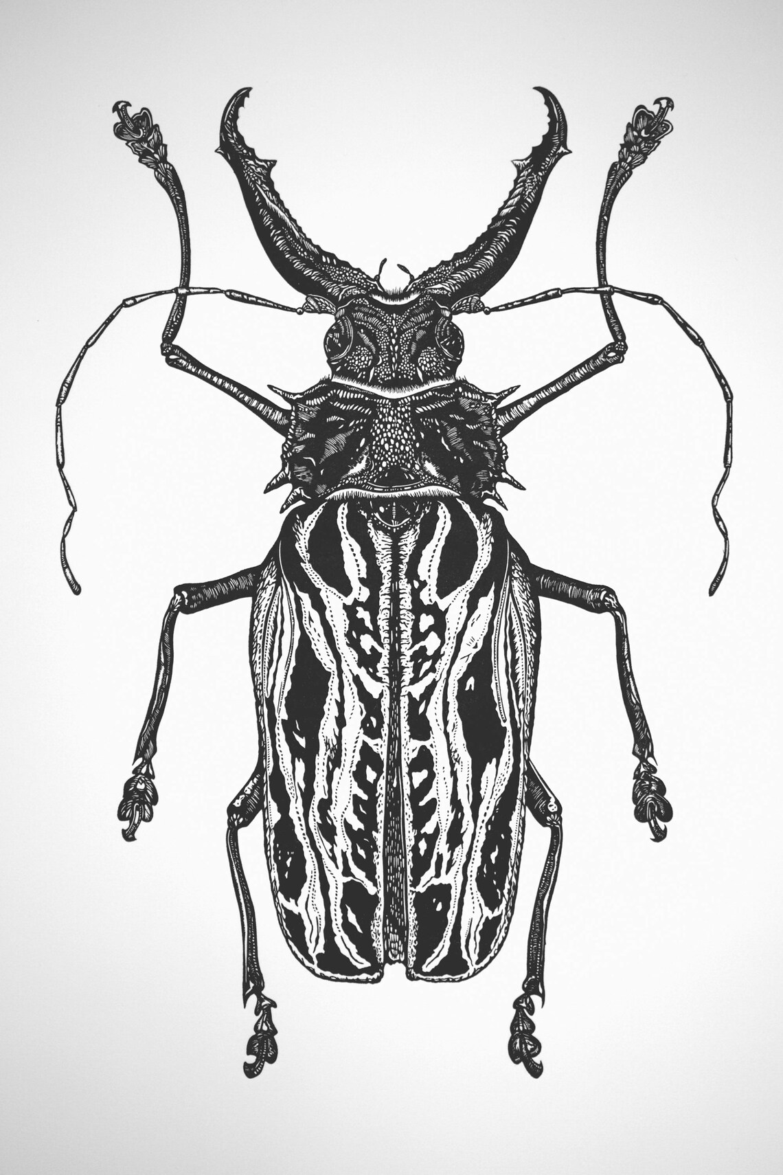 Macrodontia Cervicornis Sabertooth Longhorn Beetle Linocut - Etsy