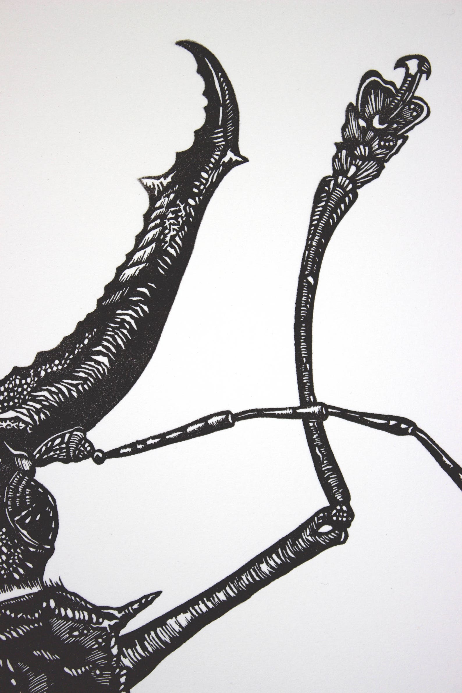 Macrodontia Cervicornis Sabertooth Longhorn Beetle Linocut - Etsy