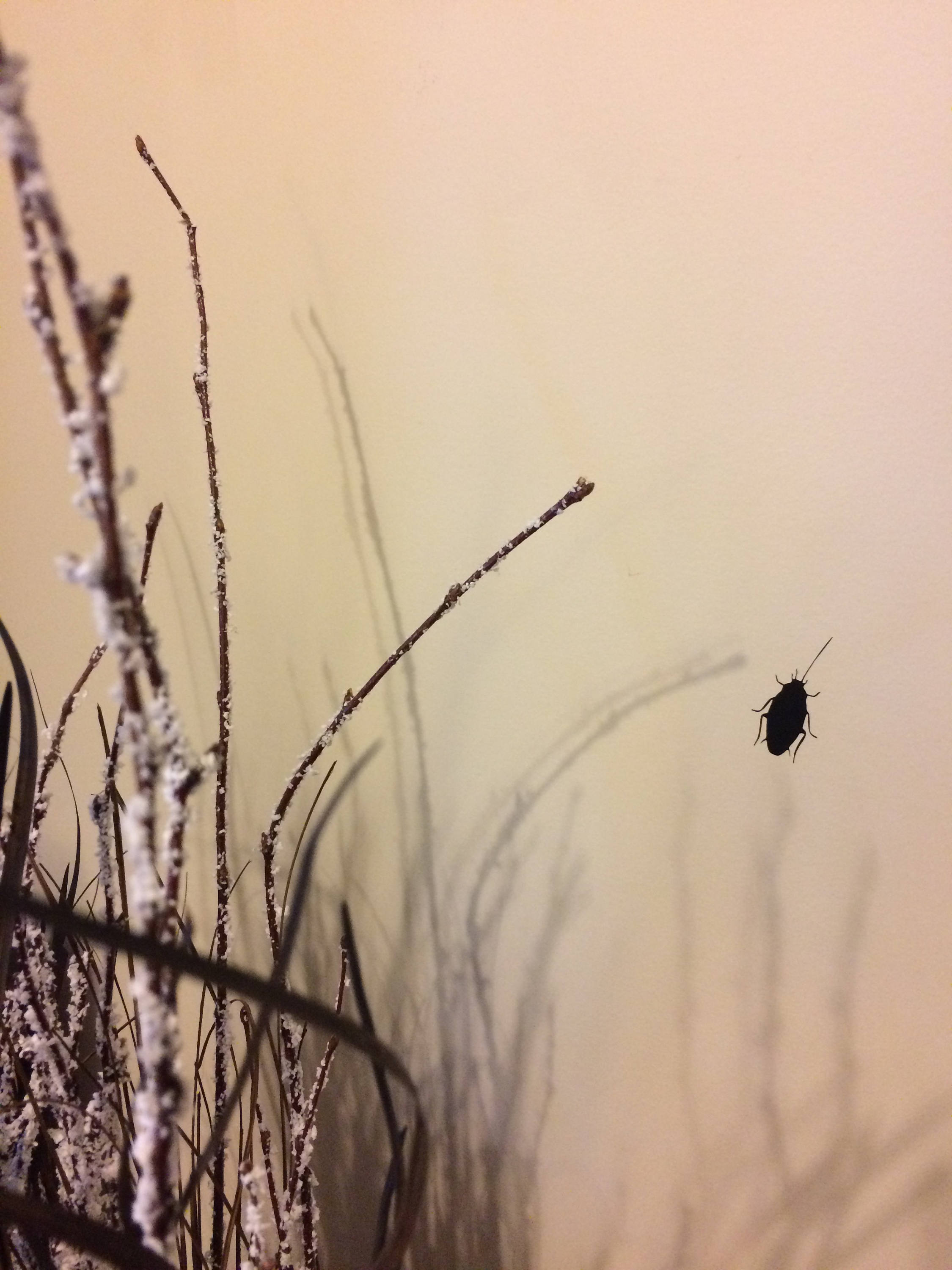 Cockroach Decals, Roach Decals, Halloween Decals, Wall Decals ...