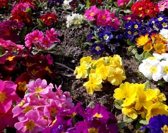 15 Scarlet Ruffled Primula Primrose / Perennial / Flower | Etsy
