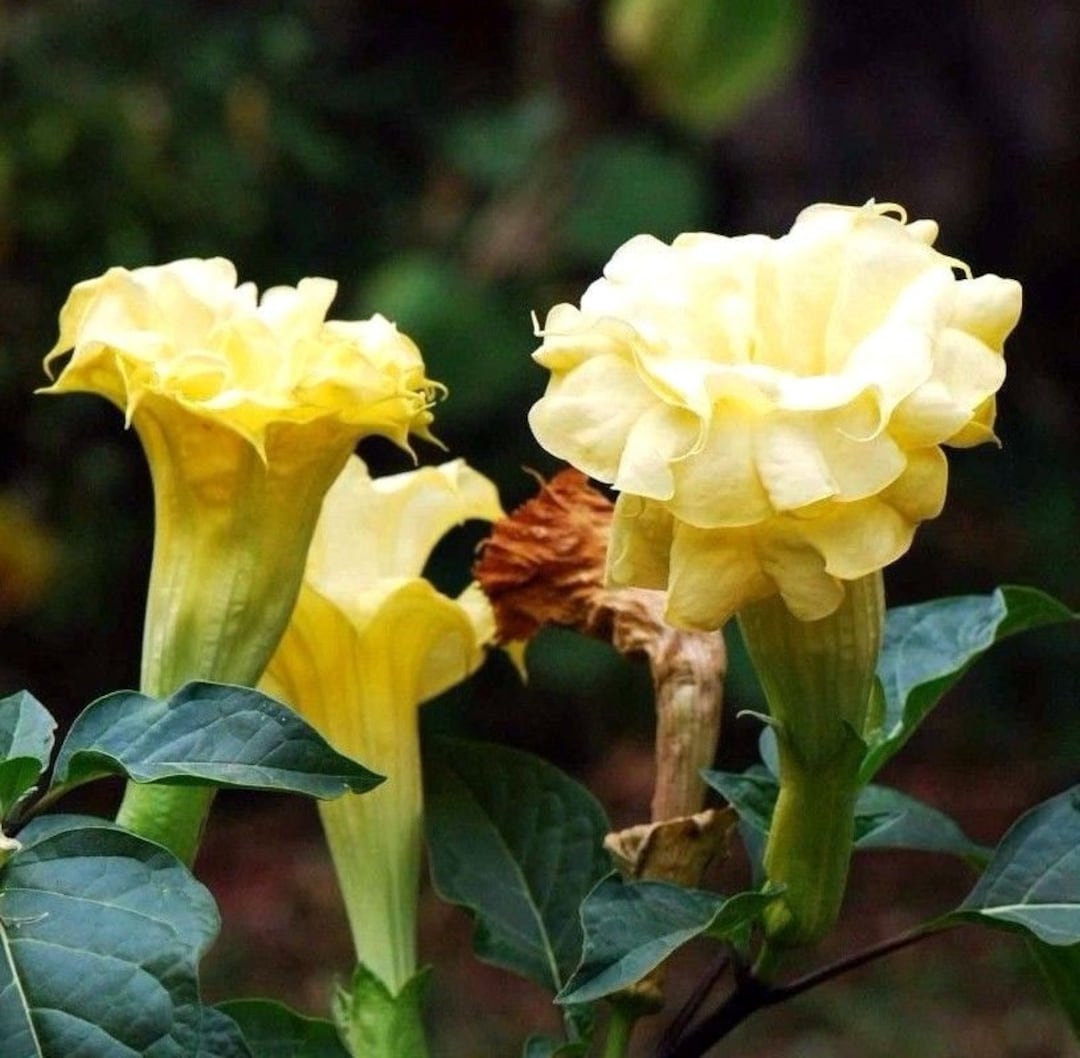 DOUBLE GOLDEN QUEEN Datura Yellow Quick Bloom Angel Trumpet, 10 Seeds ...