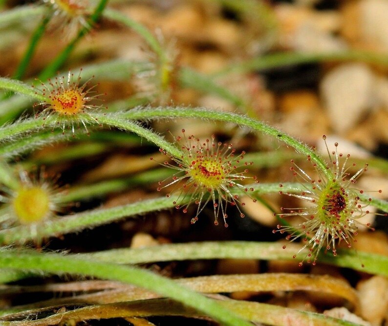 SUNDEW Drosera Broomensis Unique Rare Petiolaris Carnivorous | Etsy