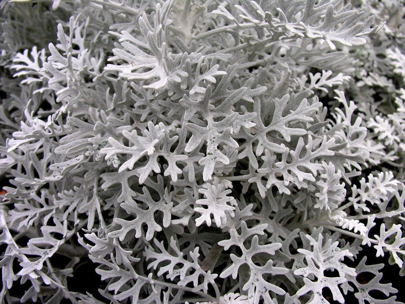 DUSTY MILLER Silver Dust Senecio Cineraria Gray Grey Foliage | Etsy