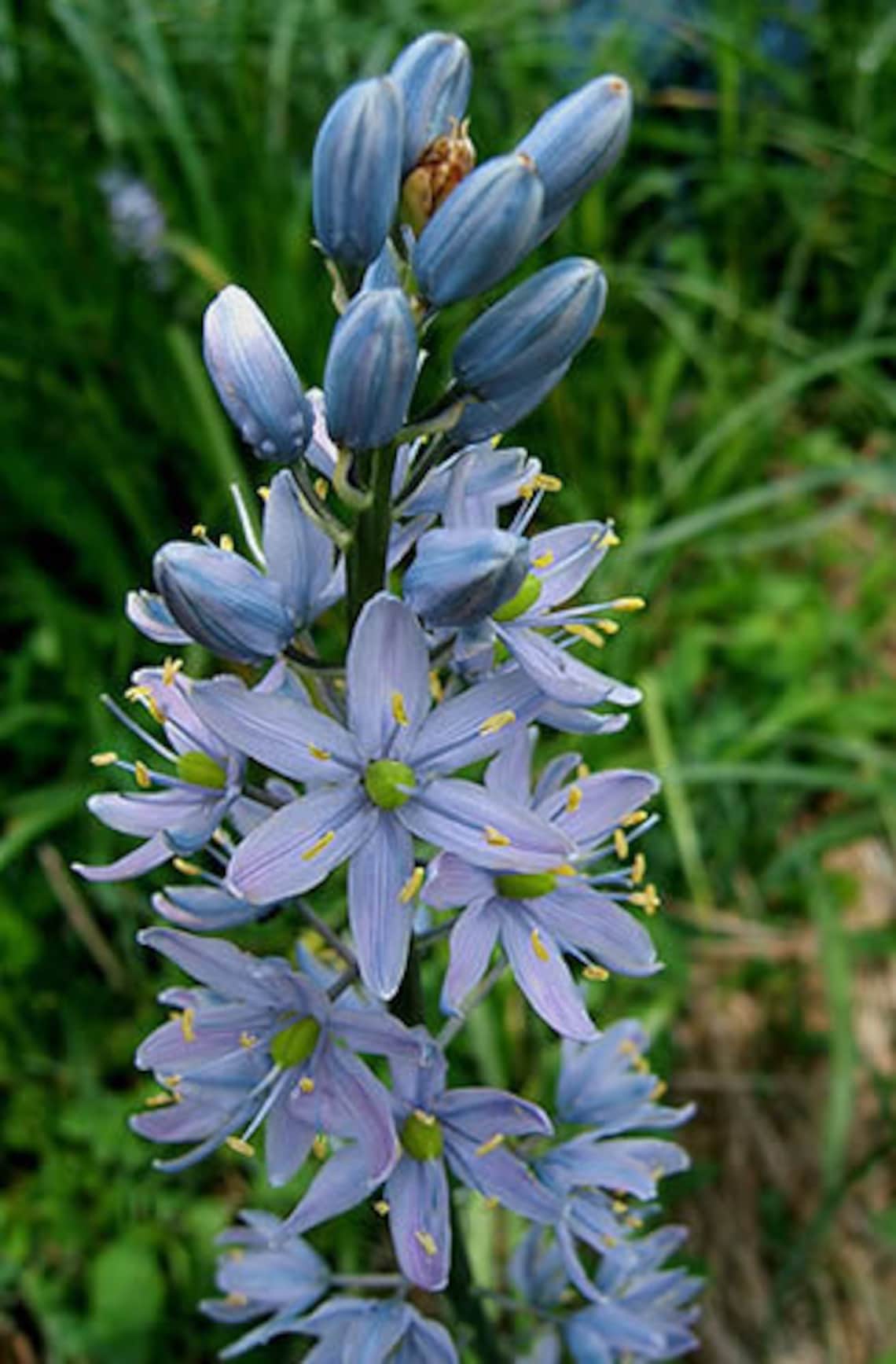 WILD HYACINTH CAMAS Camassia Scilloides Wildflower Perennial - Etsy