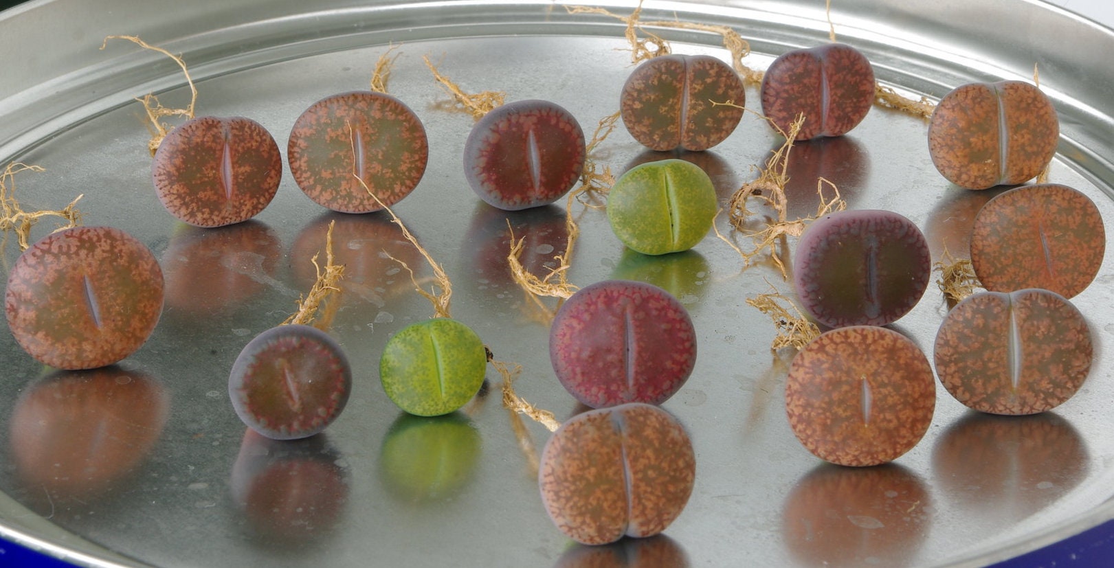 PEBBLE PLANT MIX Lithops Houseplant Succulent 10 Seeds - Etsy España