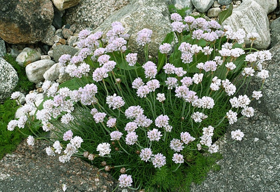 Thrift Plant