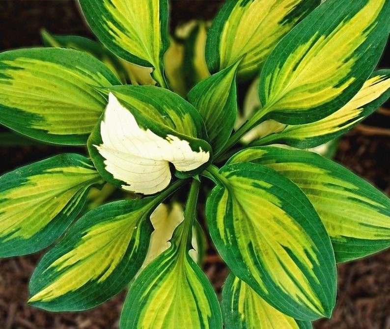 HOSTA Mix Hardy Perennial Garden Shade Sun Produces Medium - Etsy