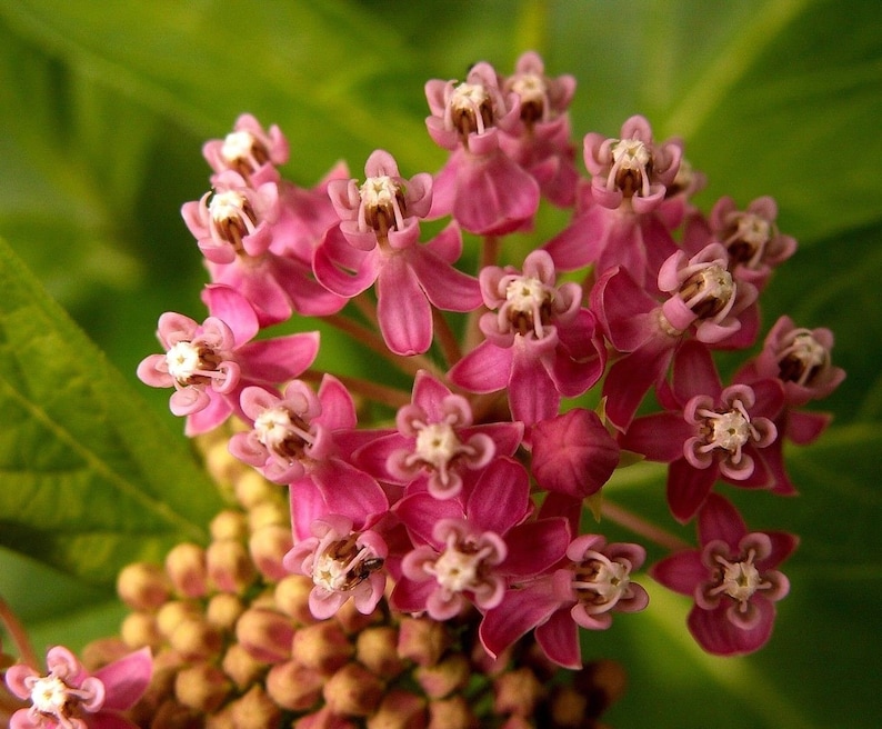 ROSE MILKWEED Asclepias Incarnata Pink Red Swamp Hardy - Etsy Canada