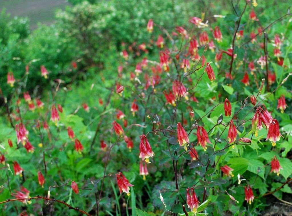 CANADIAN COLUMBINE Eastern Red Aquilegia Canada Canadensis - Etsy