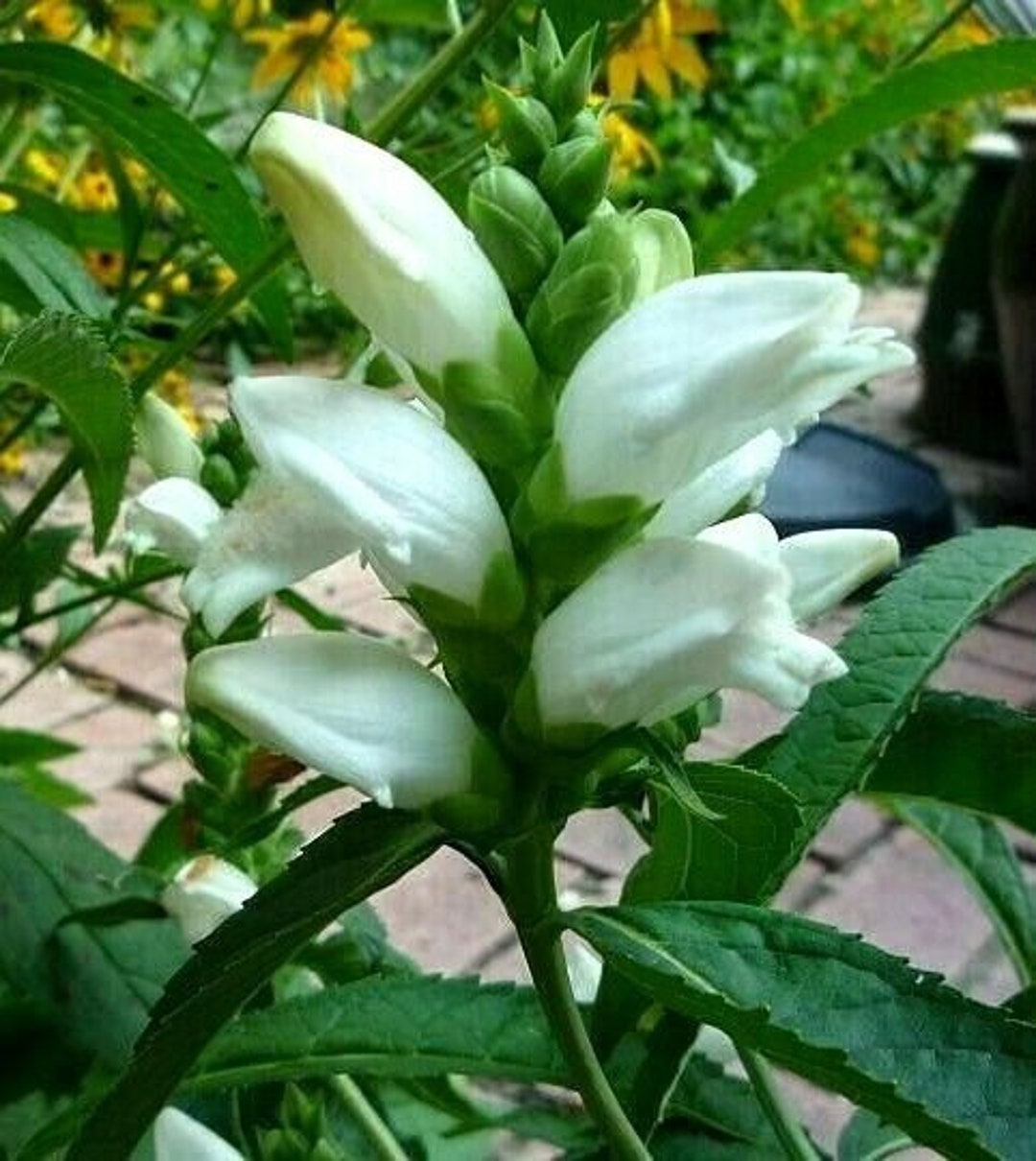 WHITE TURTLEHEAD CHELONE Glabra Snakehead Hardy Perennial Turtle Head ...