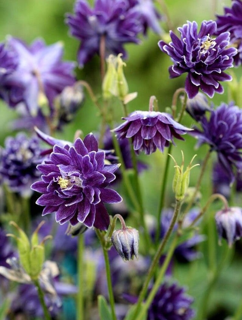 Double BARLOW MIXED COLUMBINE Aquilegia Perennial 10 Seeds | Etsy