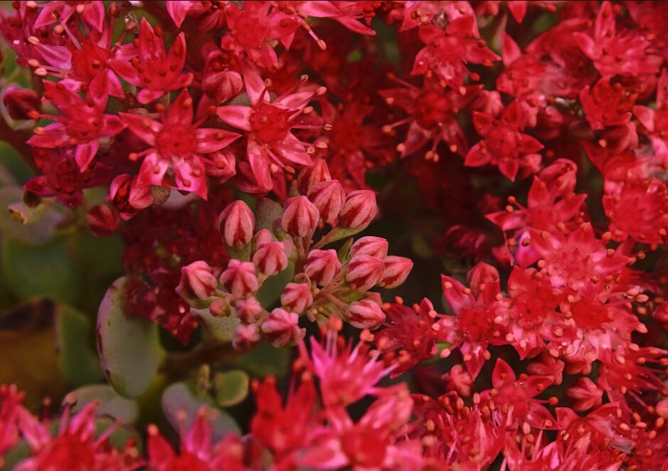 RED CARPET SEDUM Ground Cover Stonecrop Low Growing Spurium | Etsy