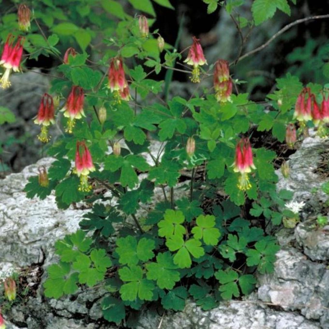 CANADIAN COLUMBINE Eastern Red Aquilegia Canada Canadensis Wildflower ...