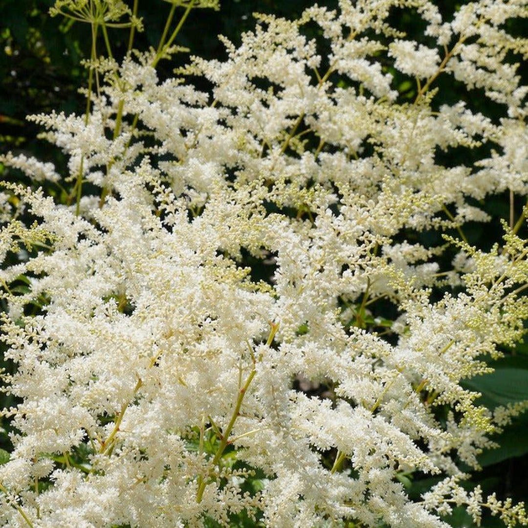 WHITE ASTILBE Reliable Shade Perennial Hardy Chinensis, 40 Seeds - Etsy
