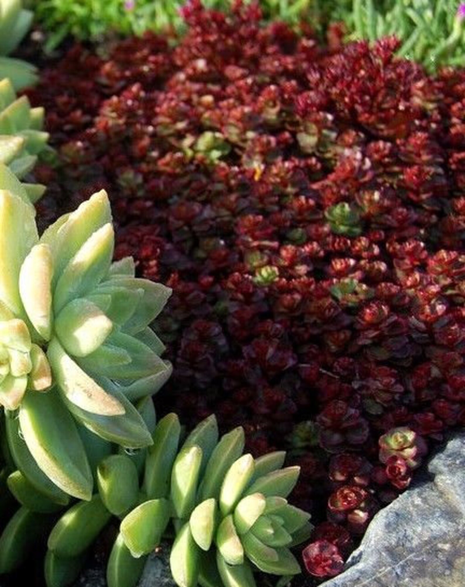 CRIMSON RED SEDUM Stonecrop Ground Cover Low Growing Spurium - Etsy