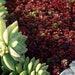 DWARF GOATSBEARD Korean Aruncus Small Miniature Hardy Perennial Goat's ...