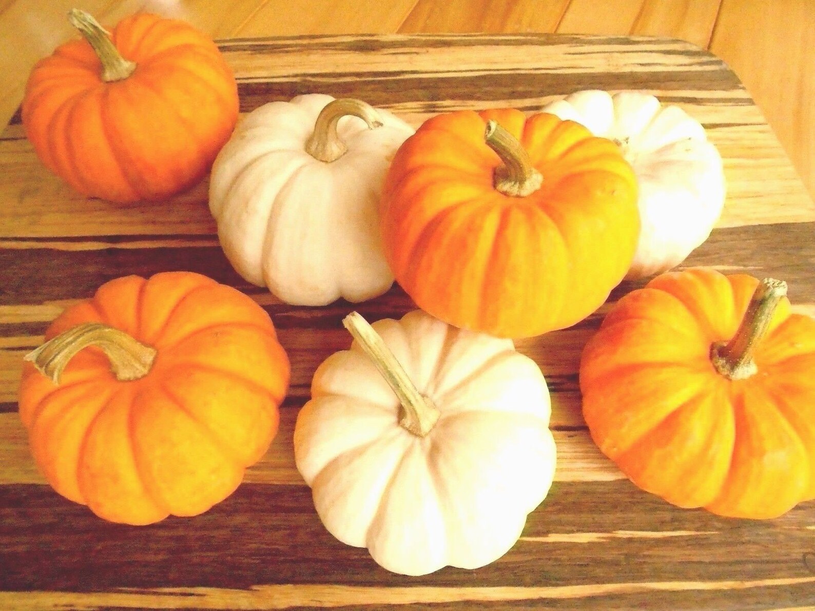 MINI RIBBED PUMPKIN Small Ornamental Cucurbita Pepo 10 Seeds | Etsy