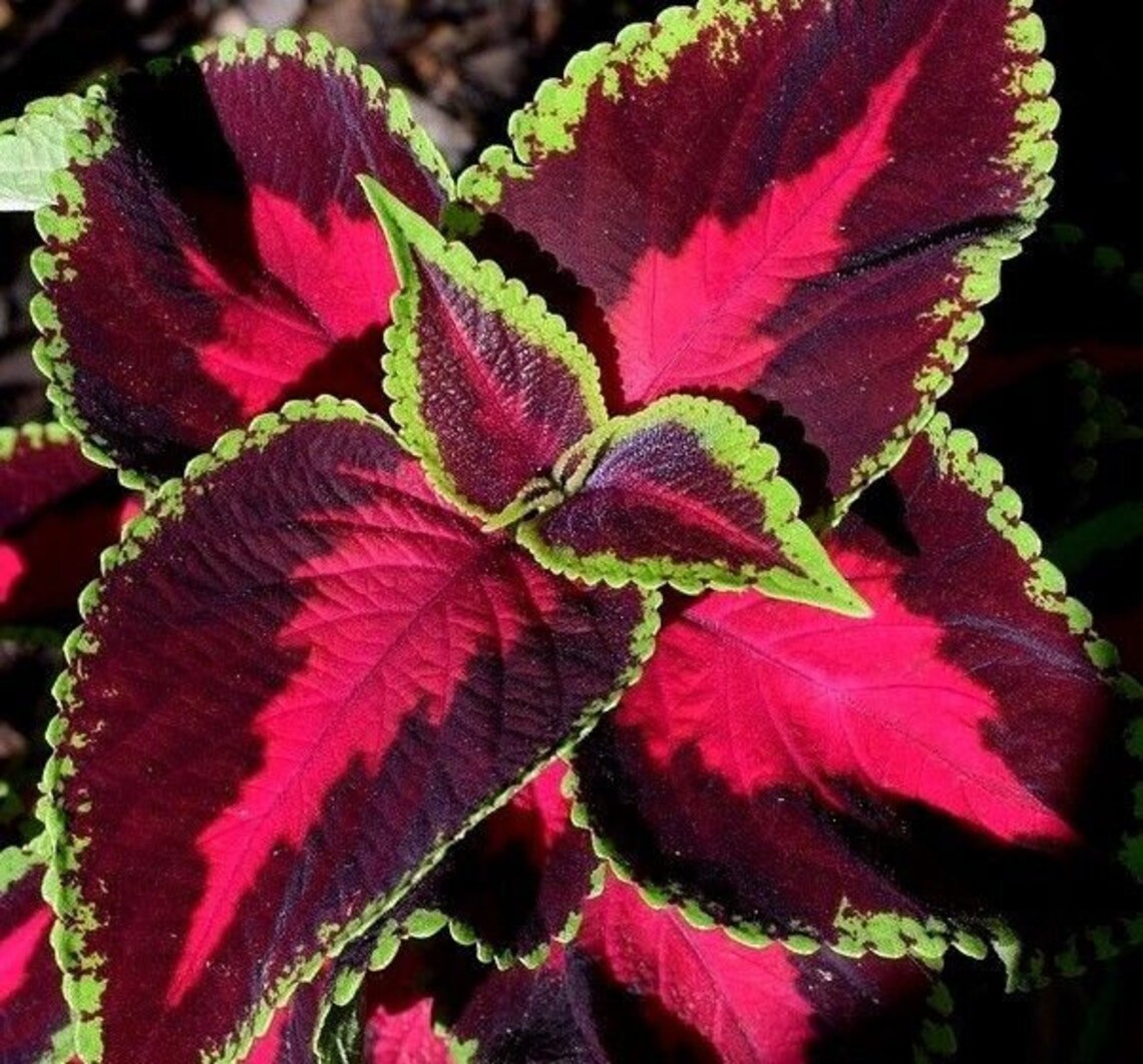 CHOCOLATE COVERED CHERRY Coleus Shade Large Rose Mahogany Red - Etsy