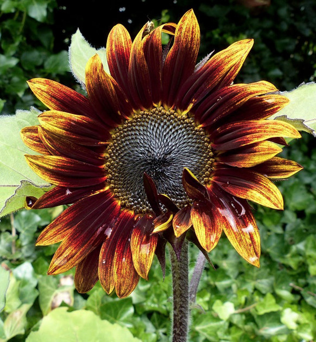 SHOCK-O-LAT SUNFLOWER Helianthus Annuus, 5 Rare Seeds - Etsy