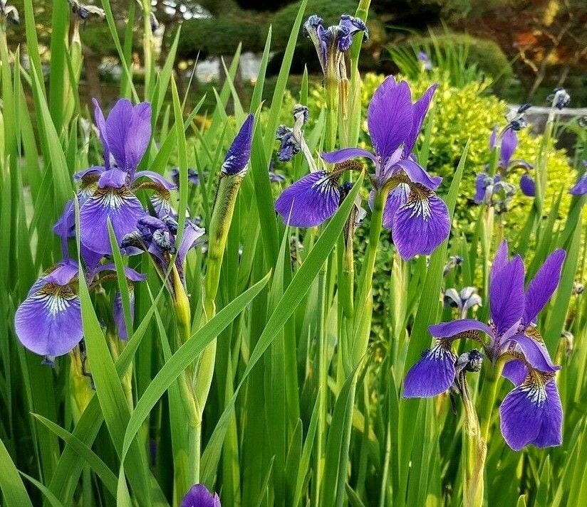 NORTHERN BLUE FLAG Iris Versicolor Perennial Bog Wetland Water | Etsy
